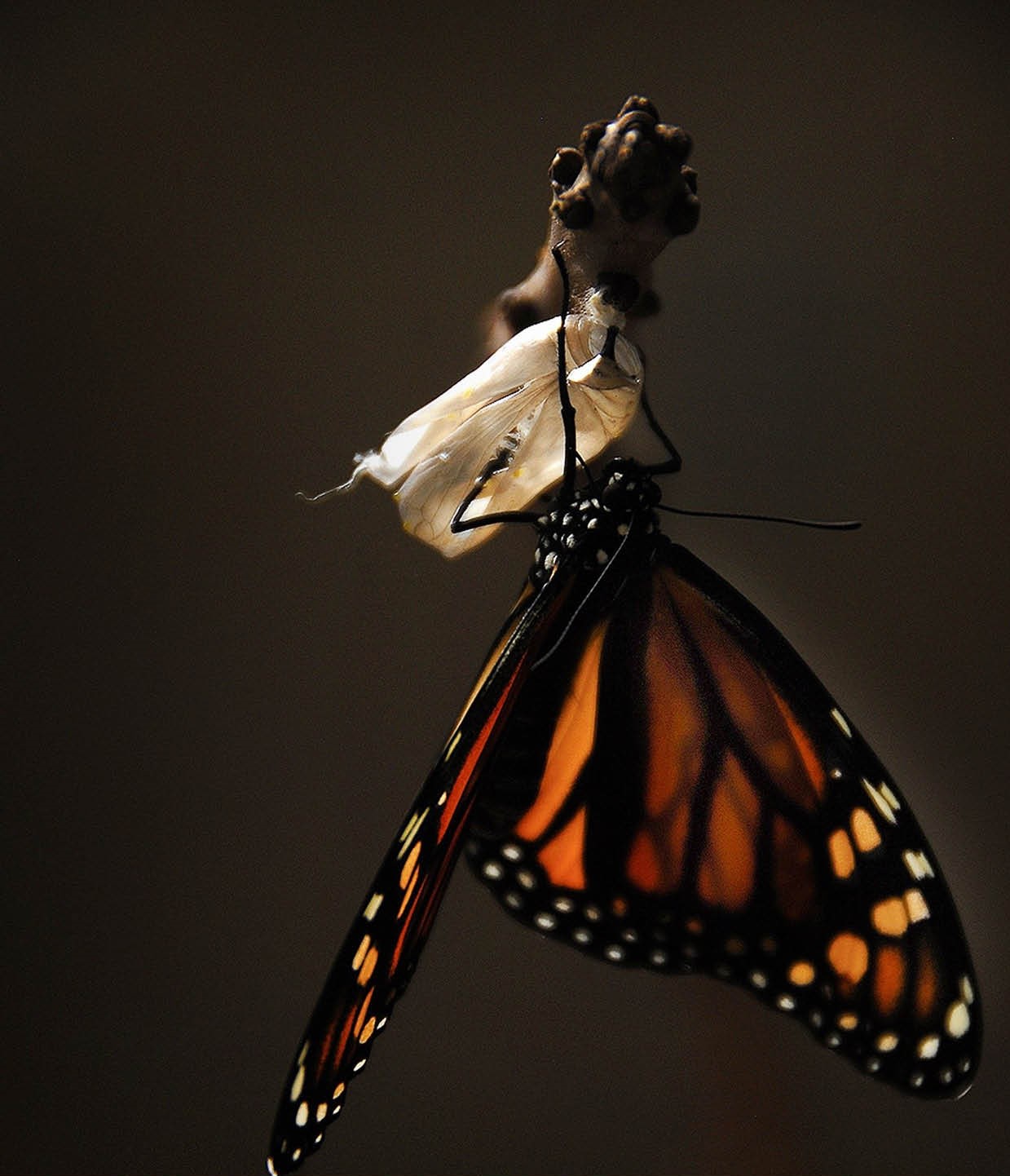 Proxy Monthly Feb 2020 Cover Background • Diligent Market Intelligence