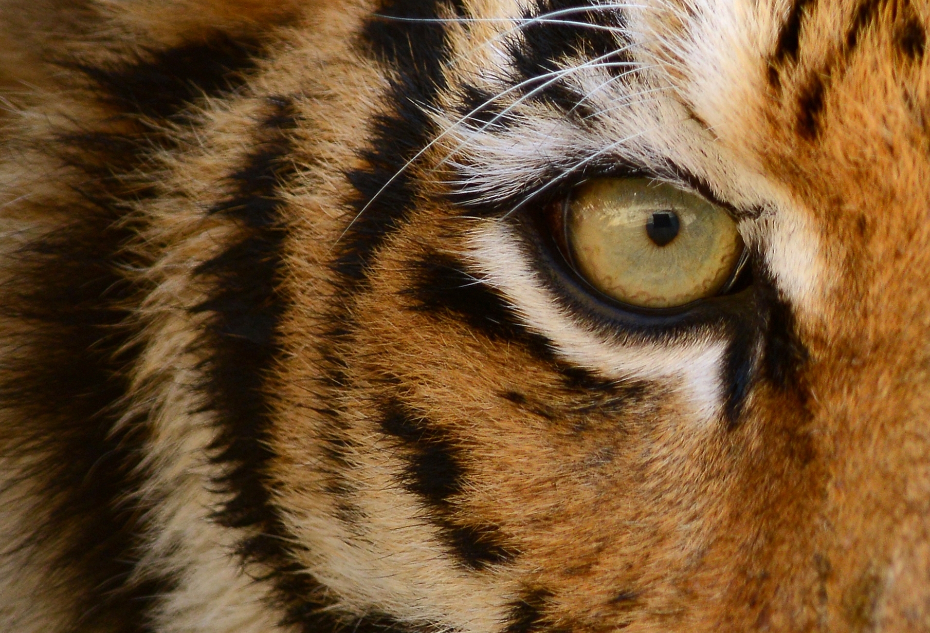 Tiger • Diligent Market Intelligence